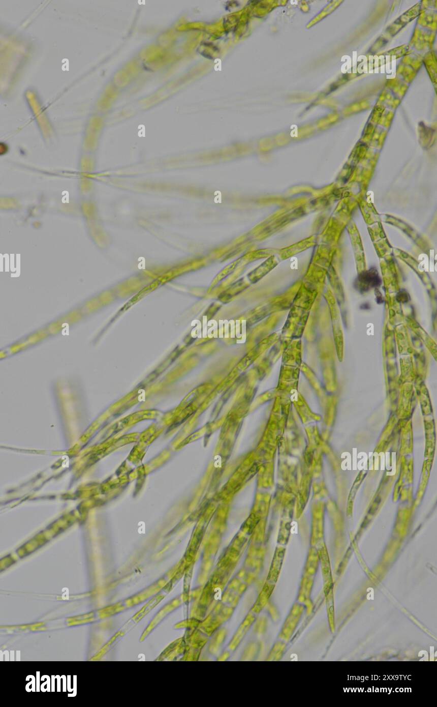 green algae (Chlorophyta) Plantae Stock Photo - Alamy