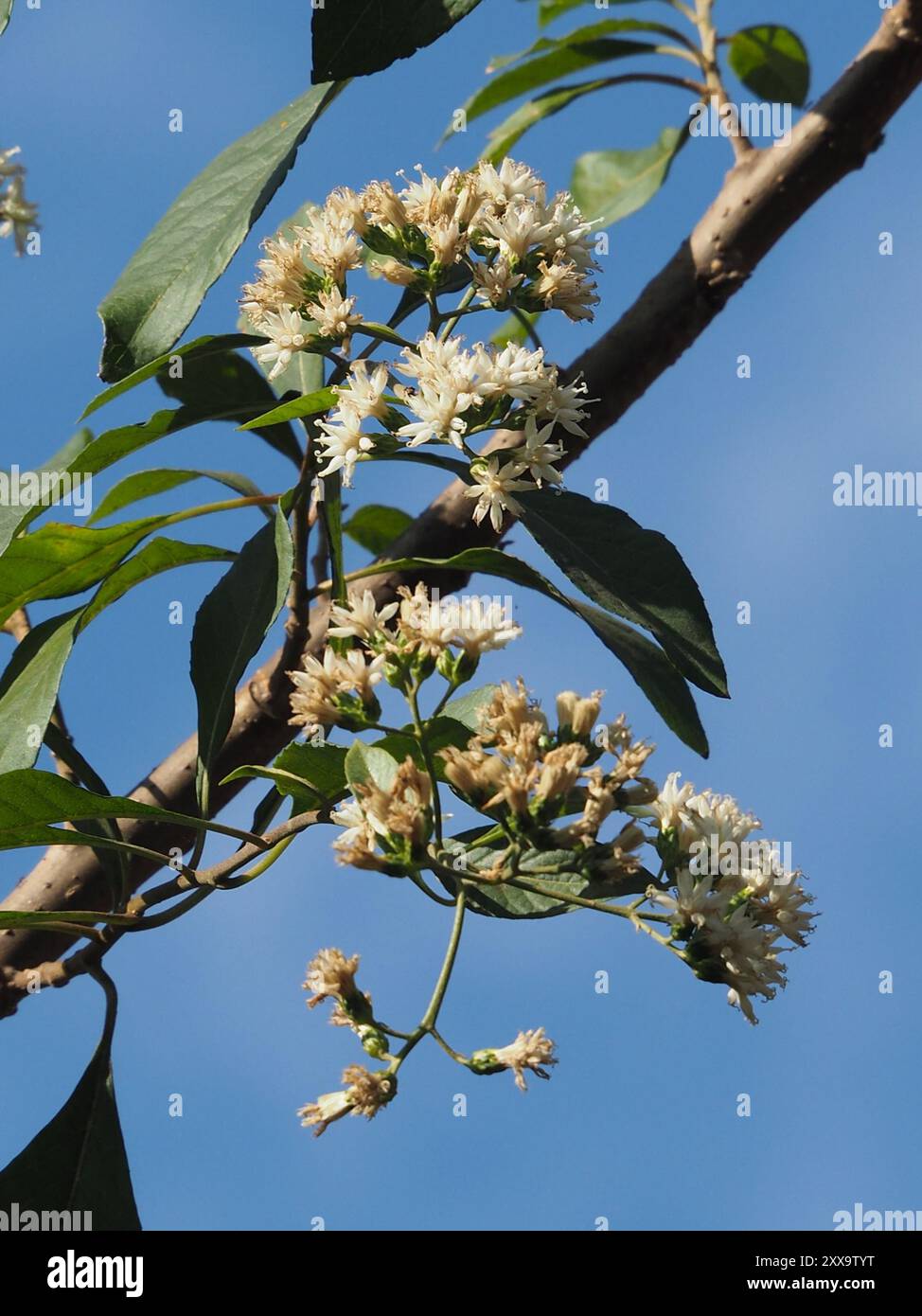 River Bittertea (Gymnanthemum amygdalinum) Plantae Stock Photo - Alamy