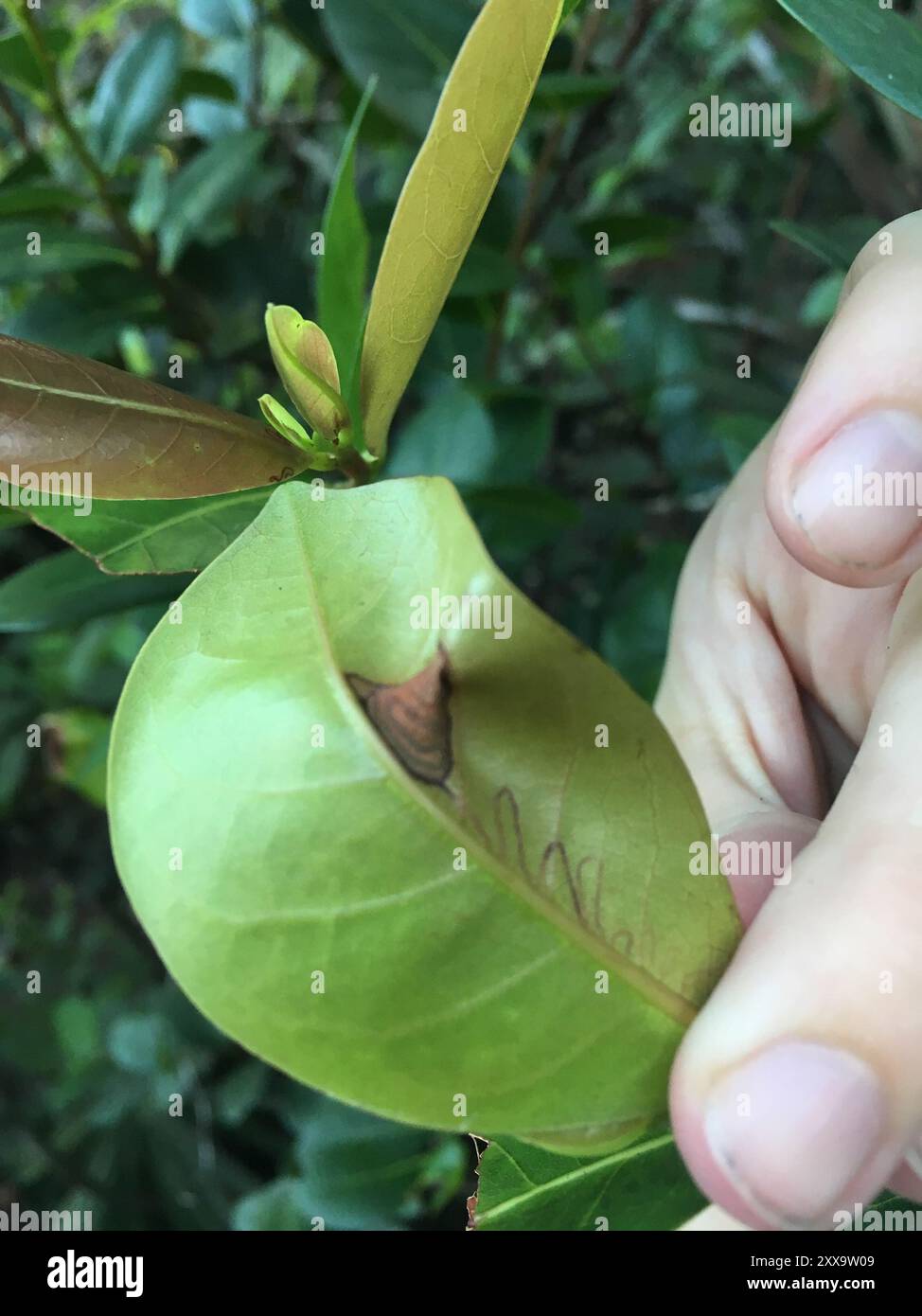 Cocoplum (Chrysobalanus icaco) Plantae Stock Photo - Alamy
