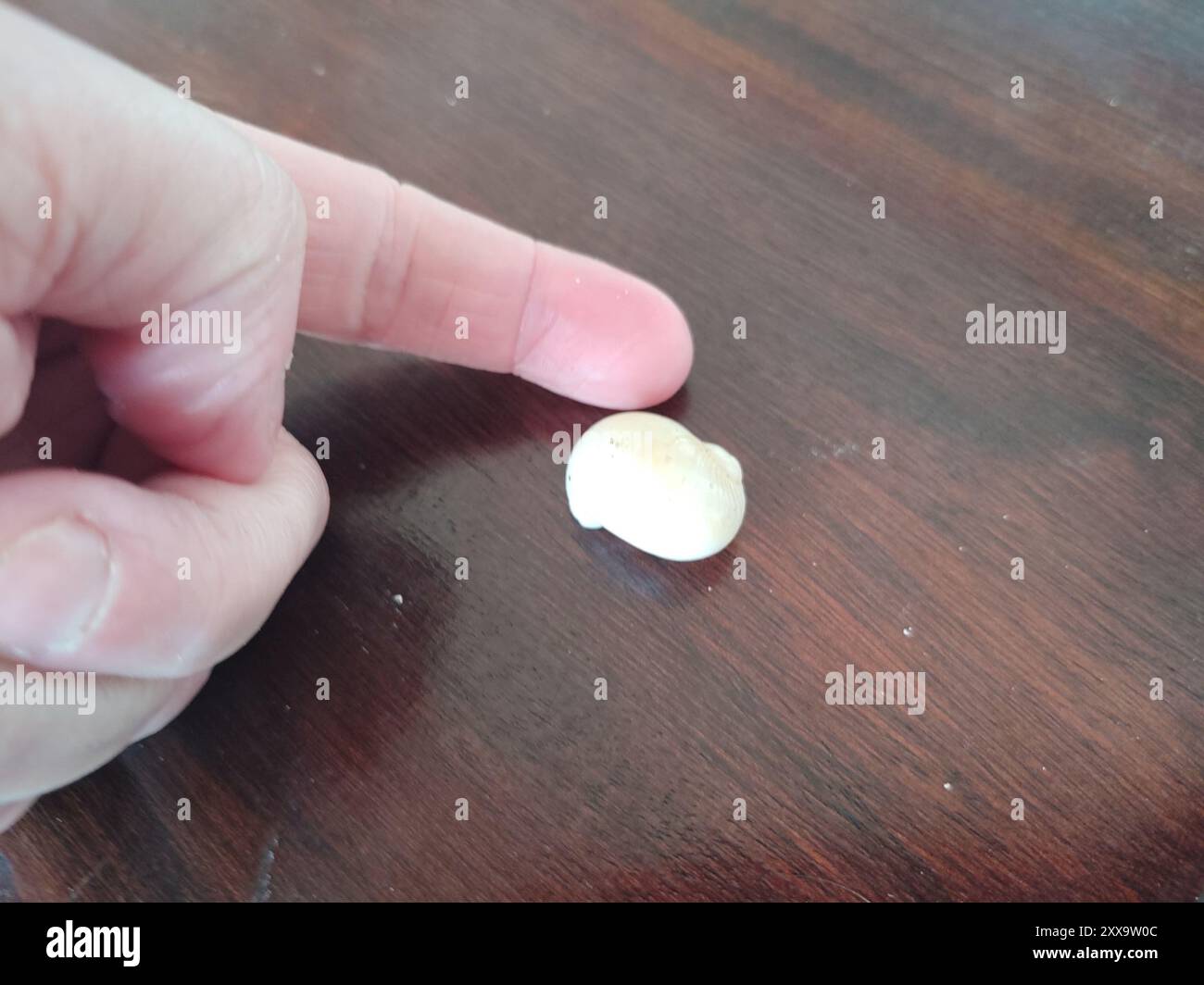 Colorful Moon Snail (Naticarius canrena) Mollusca Stock Photo - Alamy