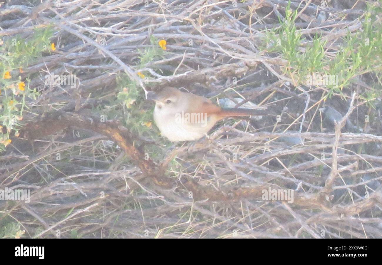 Creamy-breasted Canastero (Asthenes dorbignyi) Aves Stock Photo - Alamy