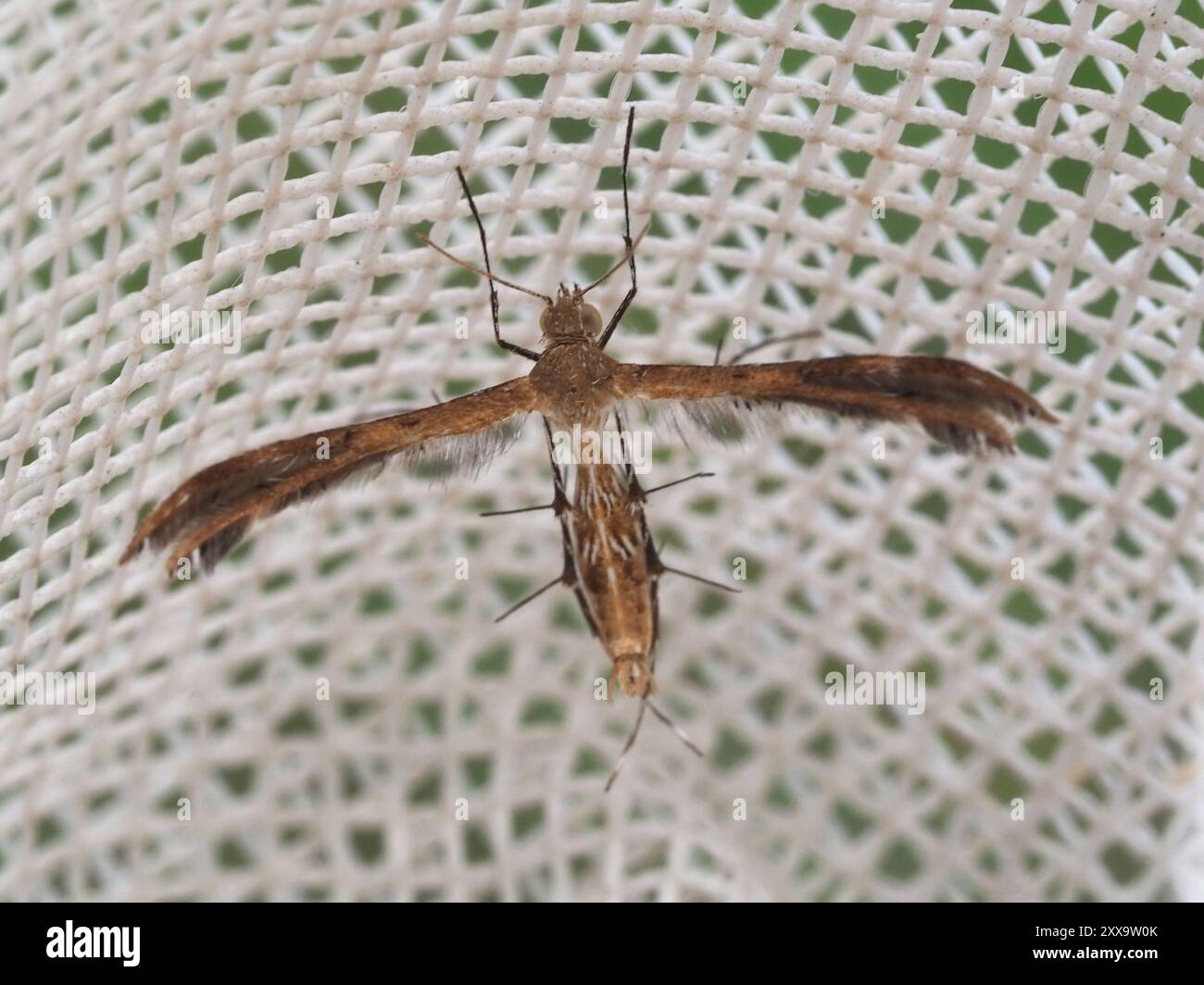 Spiderling Plume Moth (Megalorhipida leucodactylus) Insecta Stock Photo ...