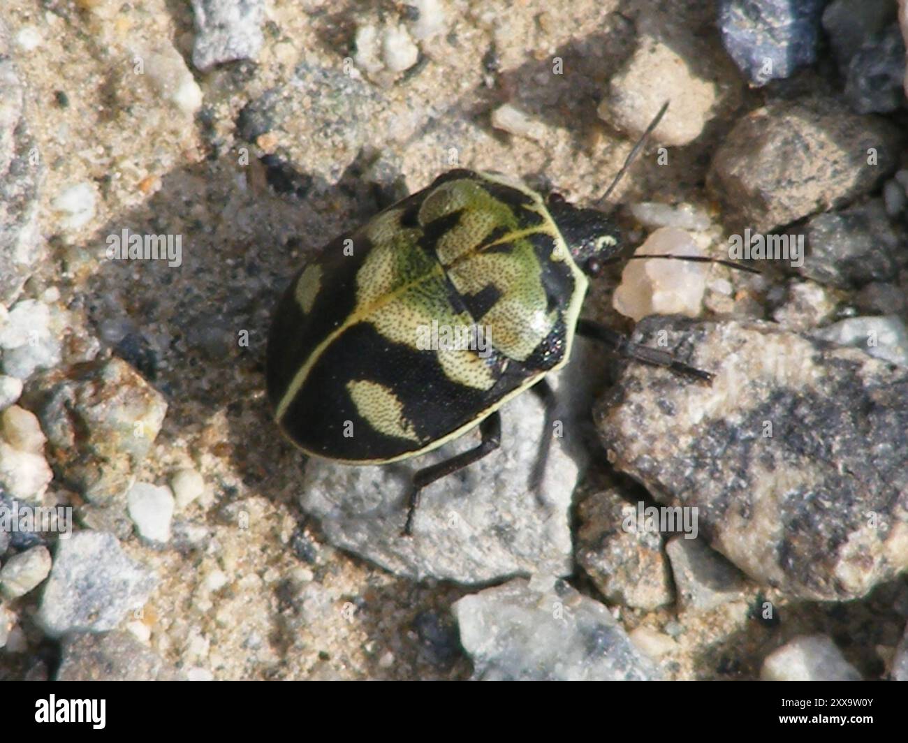 Common Voodoo Shieldbug (Deroplax silphoides) Insecta Stock Photo - Alamy