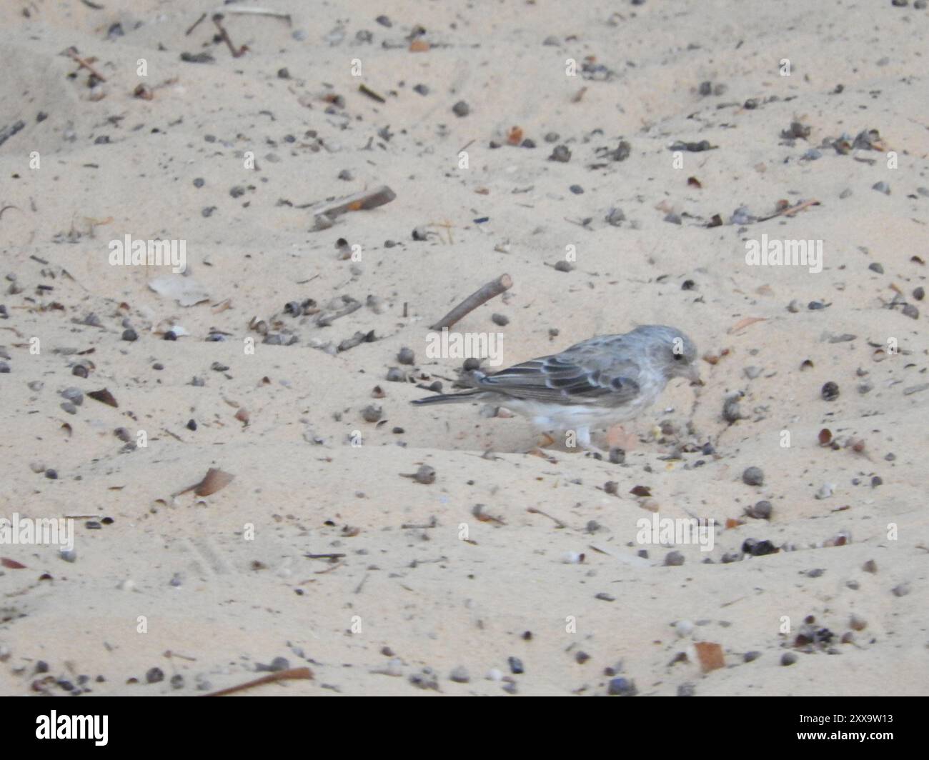 White-rumped Seedeater (Crithagra leucopygia) Aves Stock Photo - Alamy