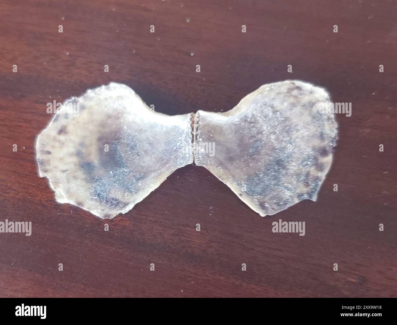 Flat Tree Oyster (Isognomon alatus) Mollusca Stock Photo - Alamy