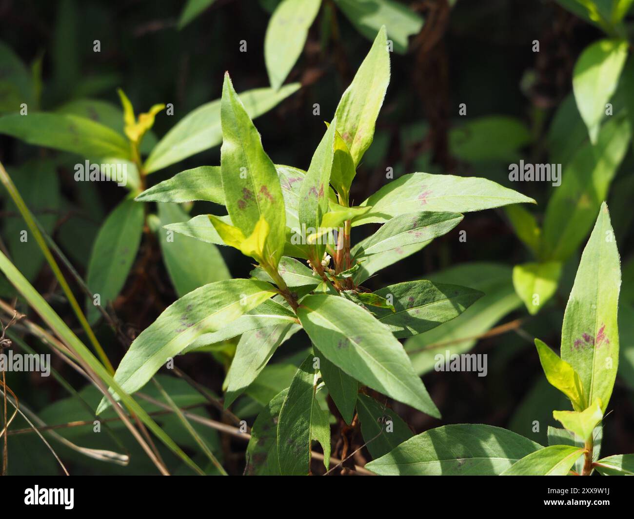knotweed family (Polygonaceae) Plantae Stock Photo - Alamy