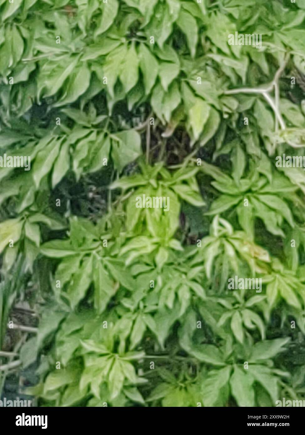 Goosefoot-plant (Syngonium podophyllum) Plantae Stock Photo - Alamy