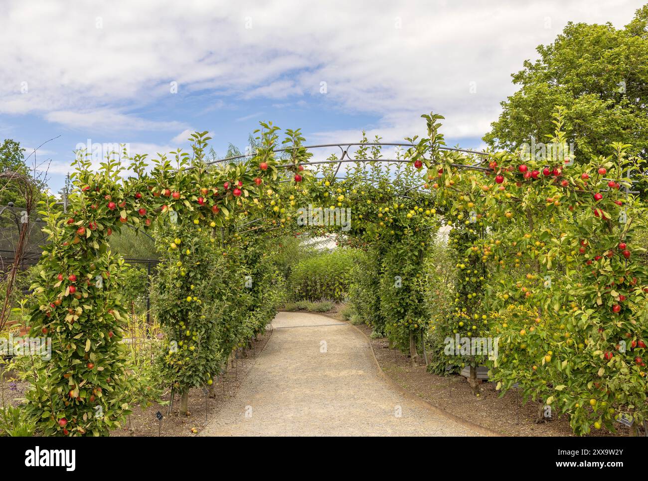 The fruit tree arches for espalier trained apple trees showing ripening ...