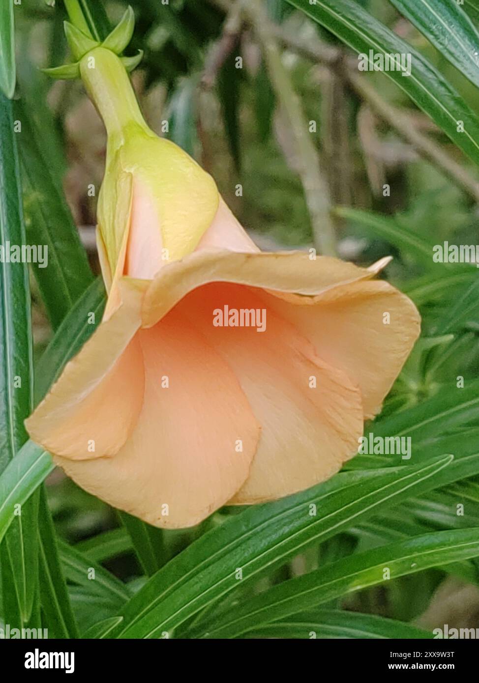 Be-still tree (Cascabela thevetia) Plantae Stock Photo - Alamy