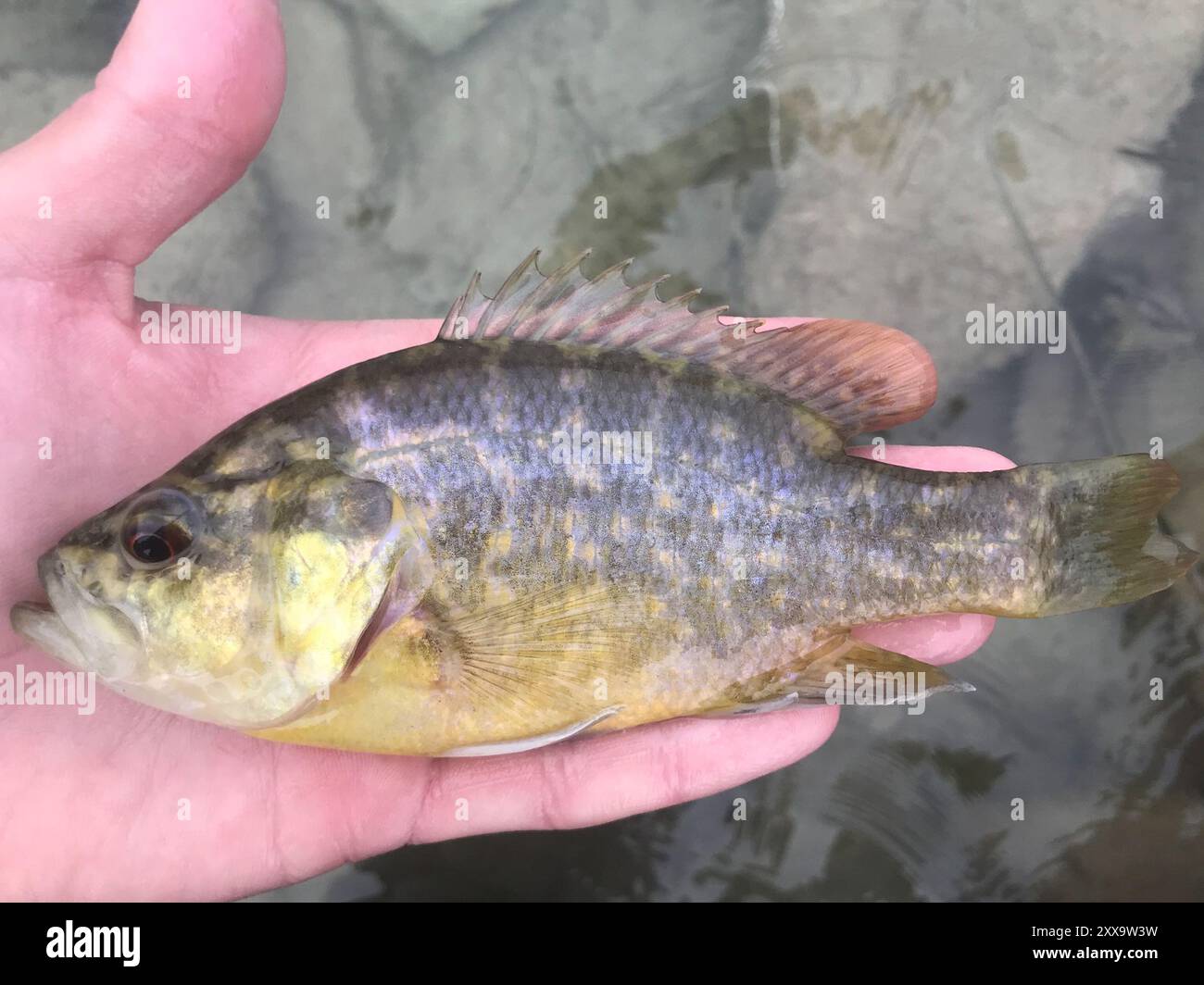 Warmouth (Lepomis gulosus) Actinopterygii Stock Photo - Alamy