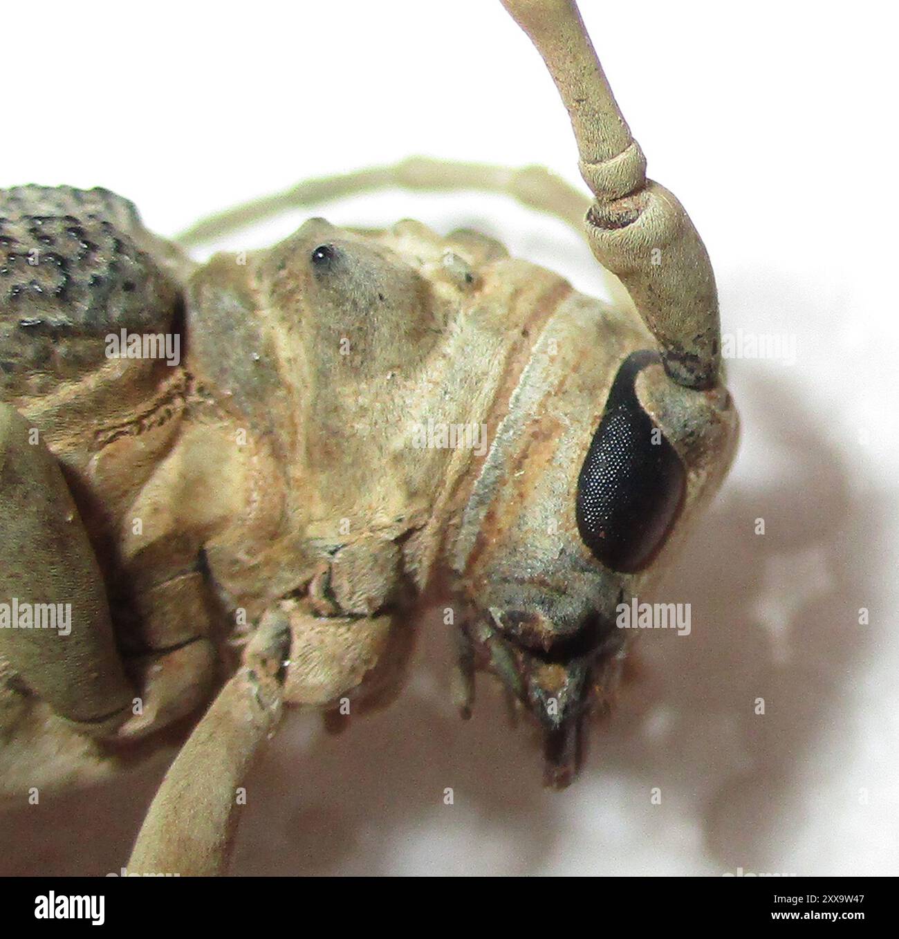 (Phryneta semirasa) Insecta Stock Photo - Alamy
