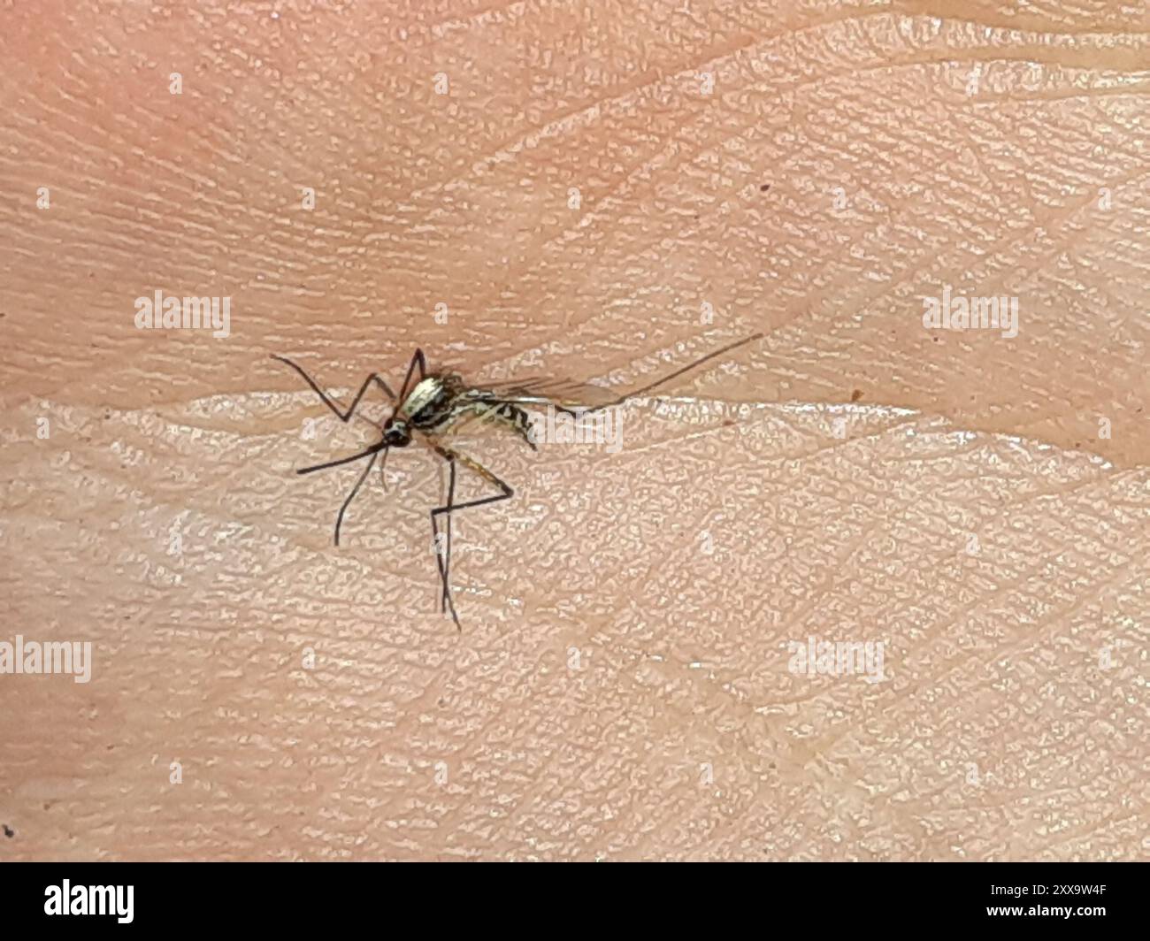 Silverback Mosquito (Aedes infirmatus) Insecta Stock Photo - Alamy