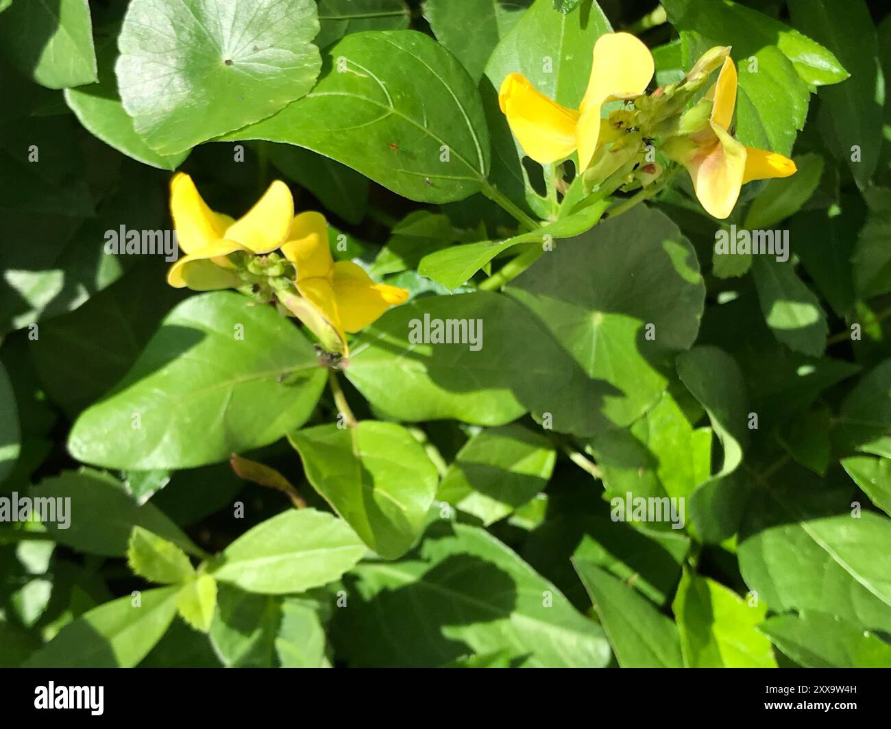 Wild Cowpea (Vigna luteola) Plantae Stock Photo - Alamy