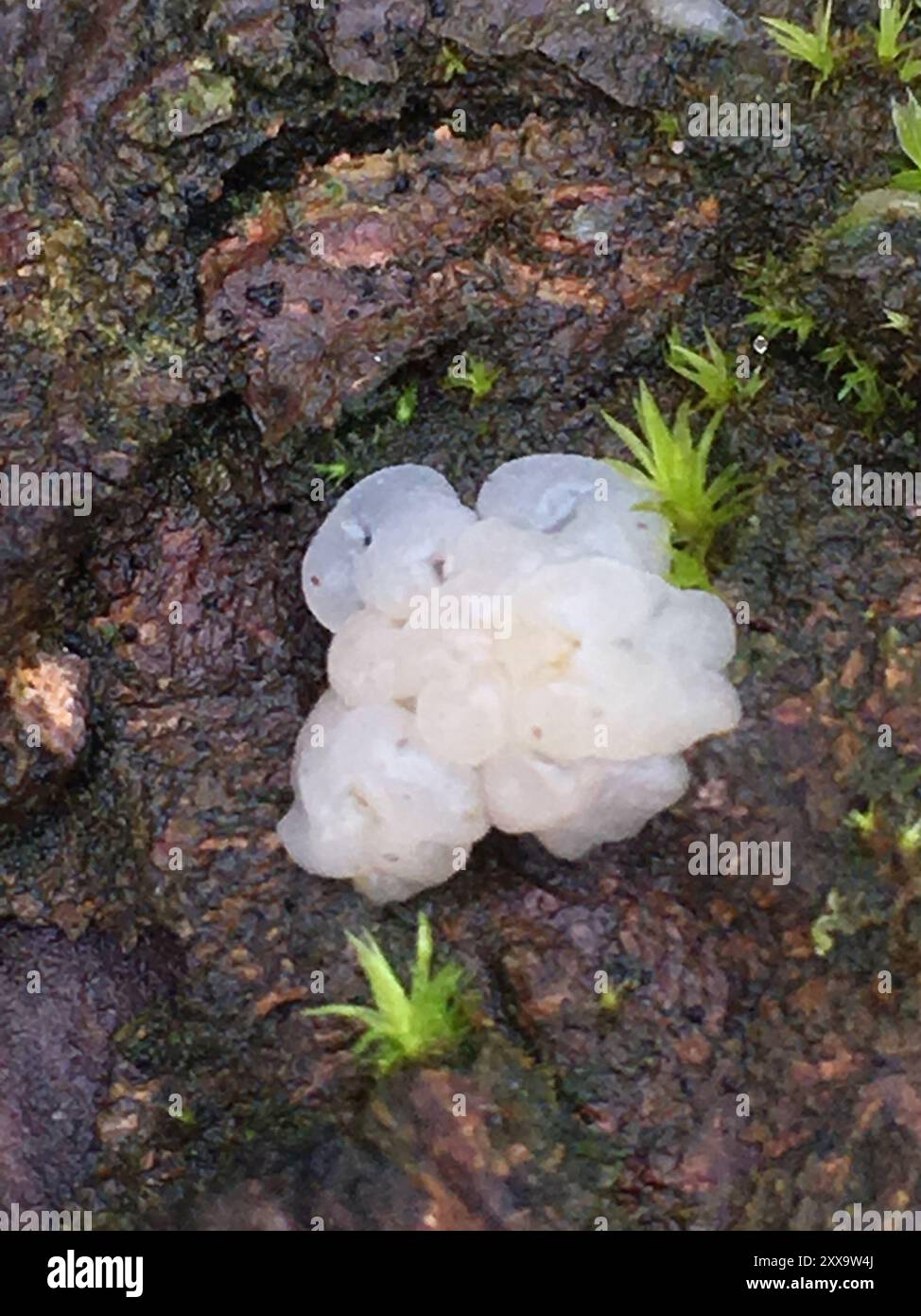 Crystal Brain Fungus (Myxarium nucleatum) Fungi Stock Photo - Alamy