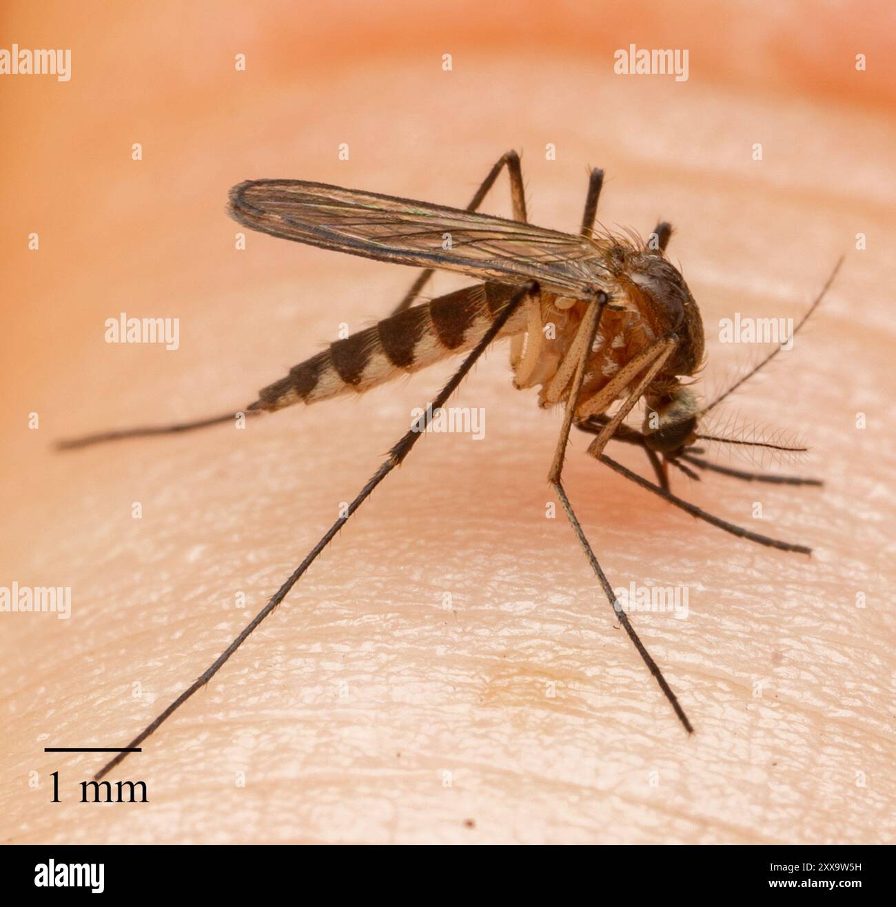 Silverback Mosquito (Aedes infirmatus) Insecta Stock Photo - Alamy