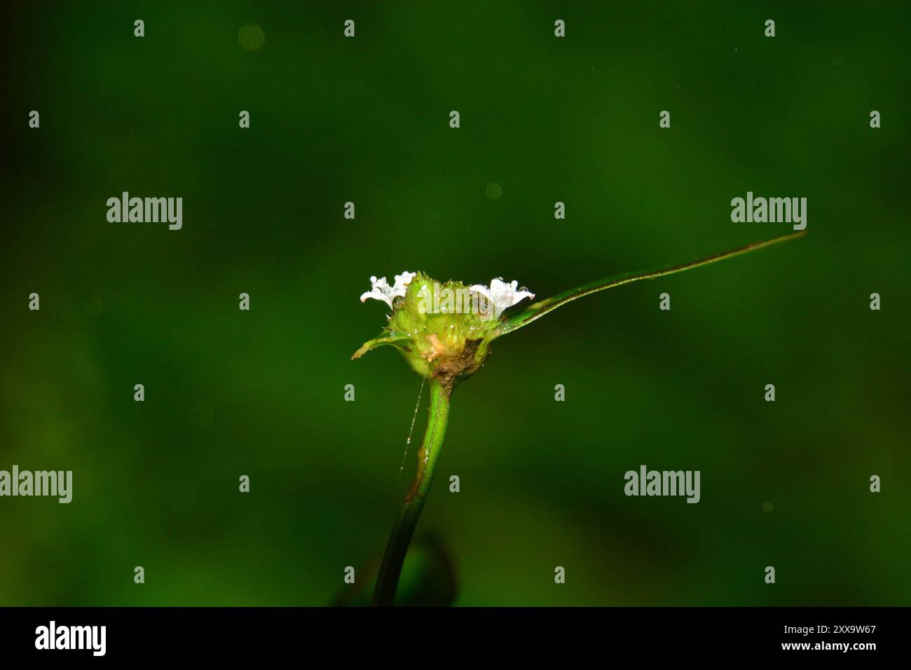 Woodland false buttonweed (Spermacoce remota) Plantae Stock Photo - Alamy