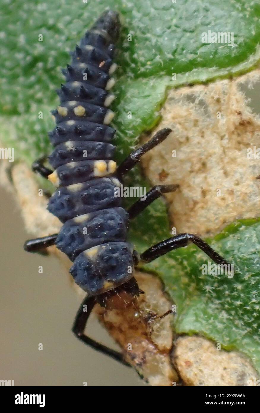Tasmanian Ladybird (Cleobora mellyi) Insecta Stock Photo - Alamy