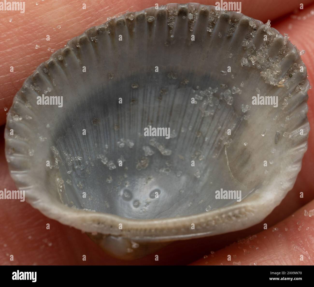 Blood Ark (Lunarca ovalis) Mollusca Stock Photo - Alamy