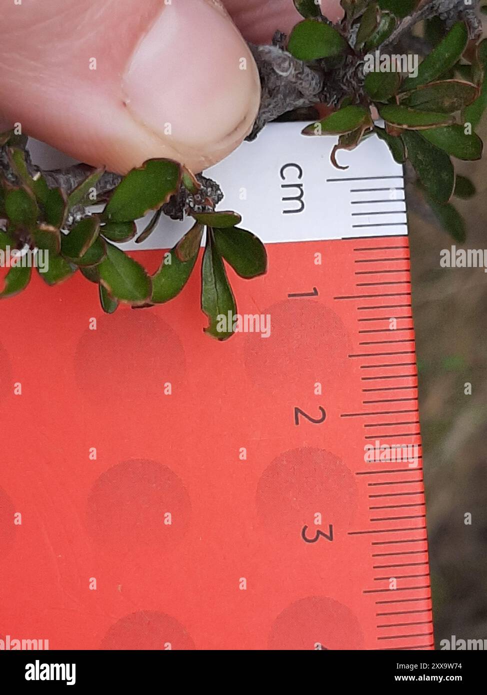 Matagouri (Discaria toumatou) Plantae Stock Photo - Alamy