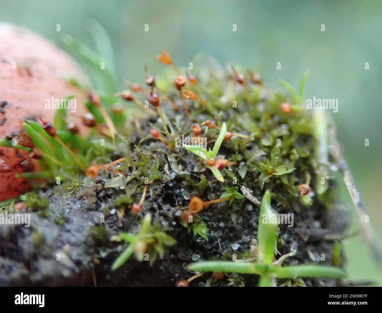 Common Pottia (Tortula truncata) Plantae Stock Photo - Alamy