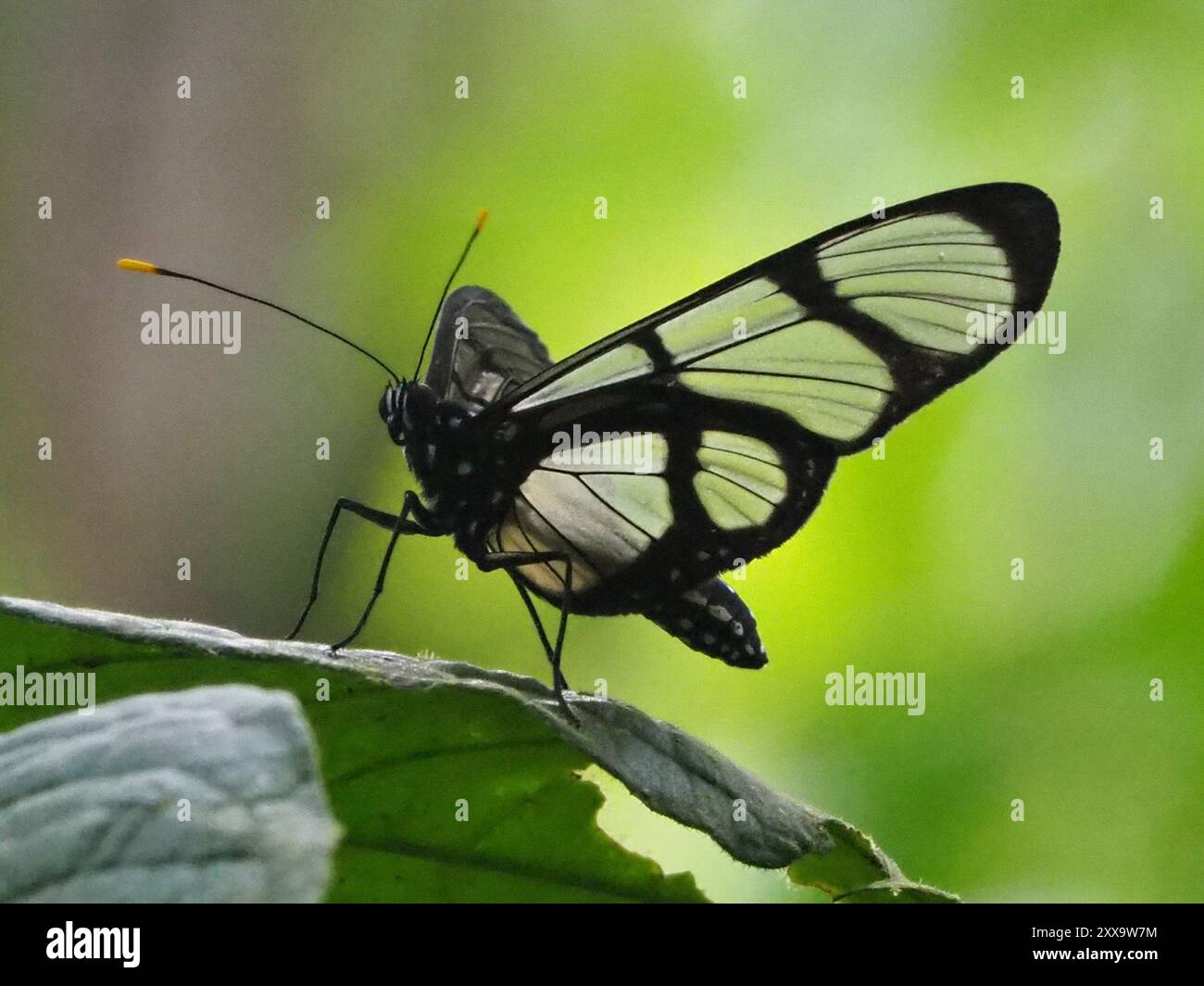 (Methona confusa psamathe) Insecta Stock Photo - Alamy