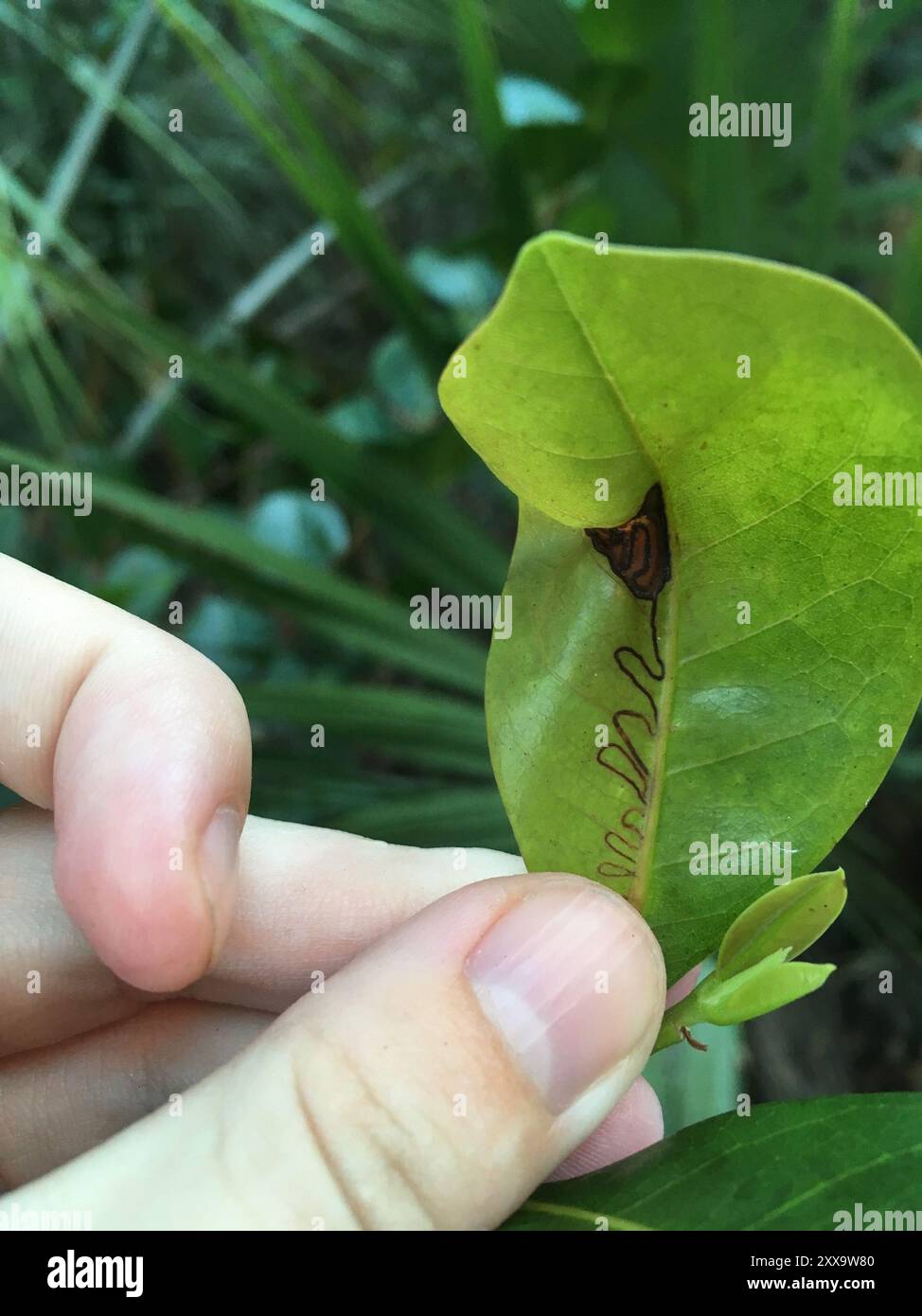 Cocoplum (Chrysobalanus icaco) Plantae Stock Photo - Alamy