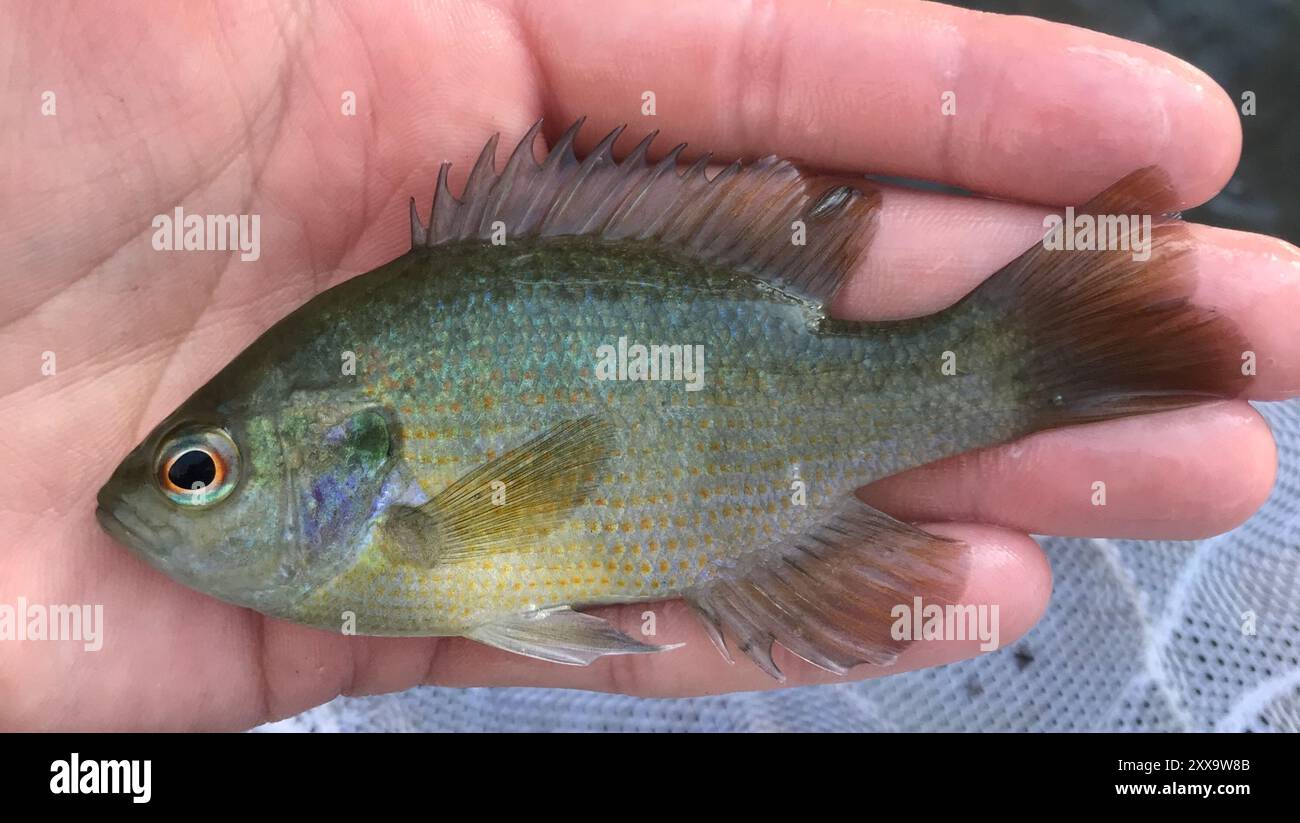 Lepomis miniatus hi-res stock photography and images - Alamy