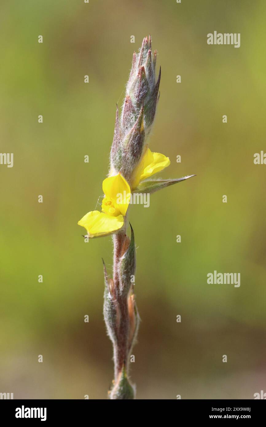woolly frog's-mouth (Philydrum lanuginosum) Plantae Stock Photo - Alamy