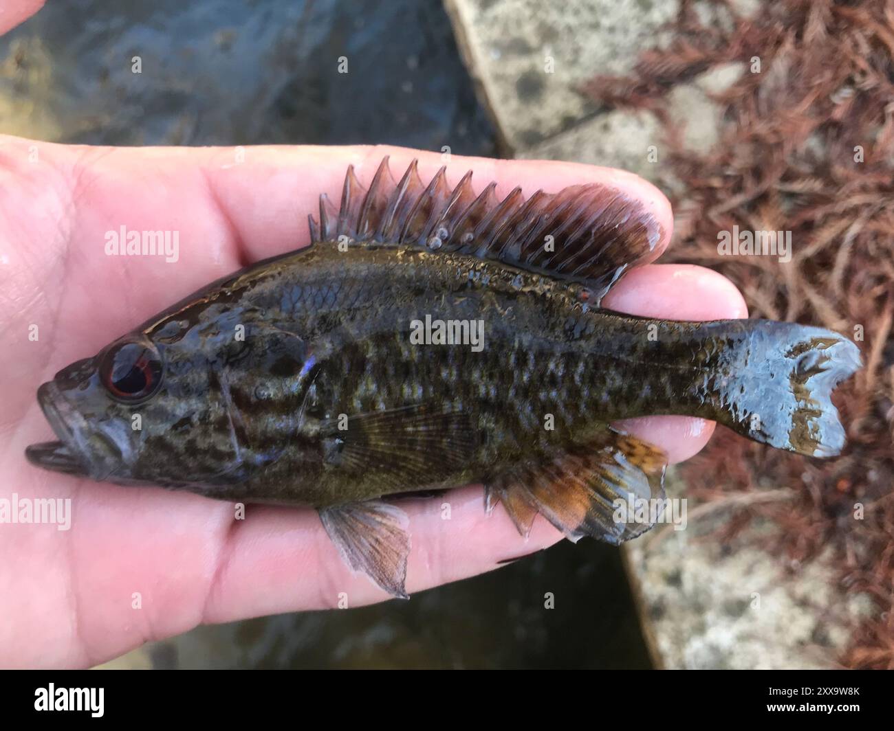 Warmouth (Lepomis gulosus) Actinopterygii Stock Photo - Alamy