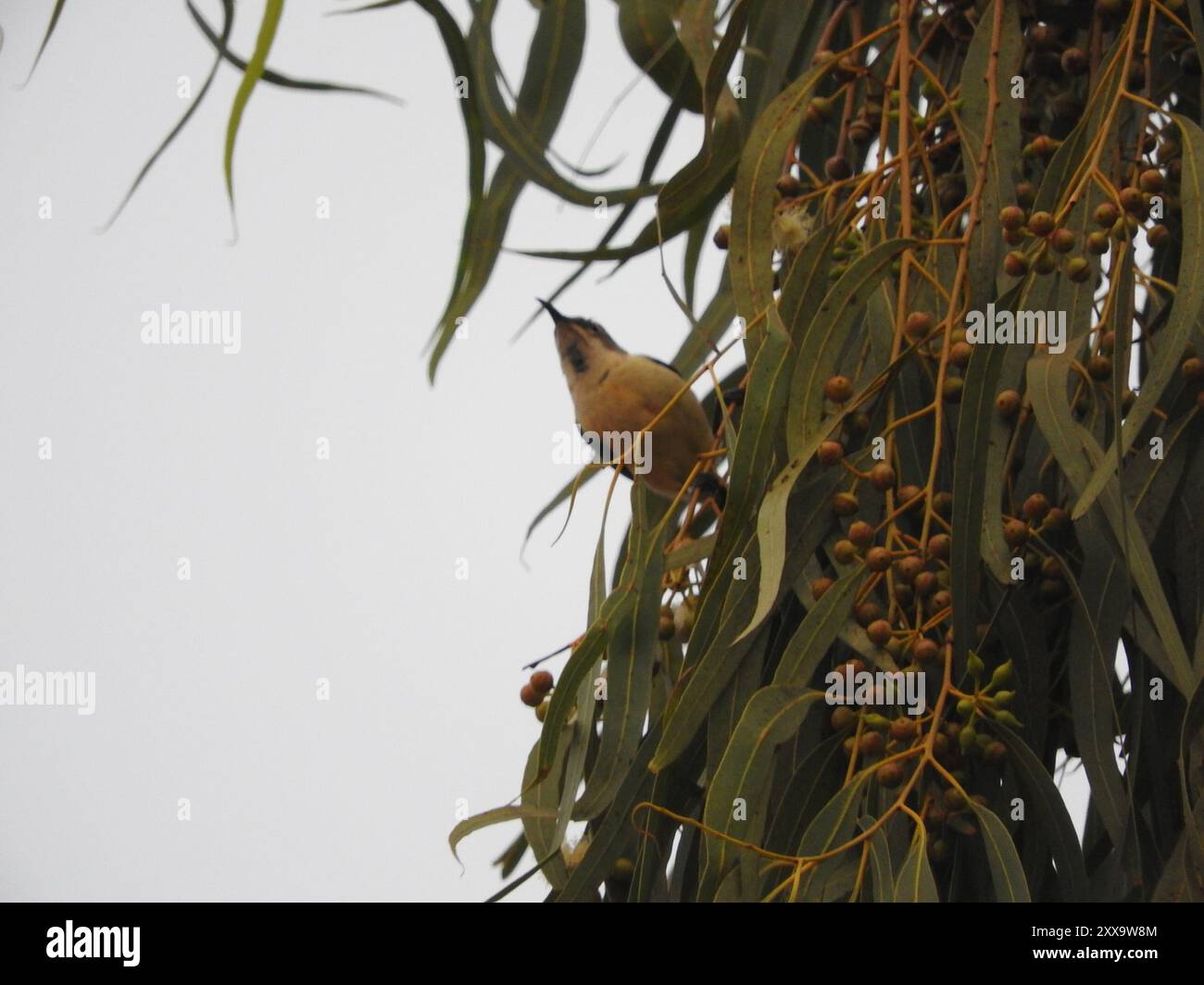 Pygmy Sunbird (Hedydipna platura) Aves Stock Photo - Alamy