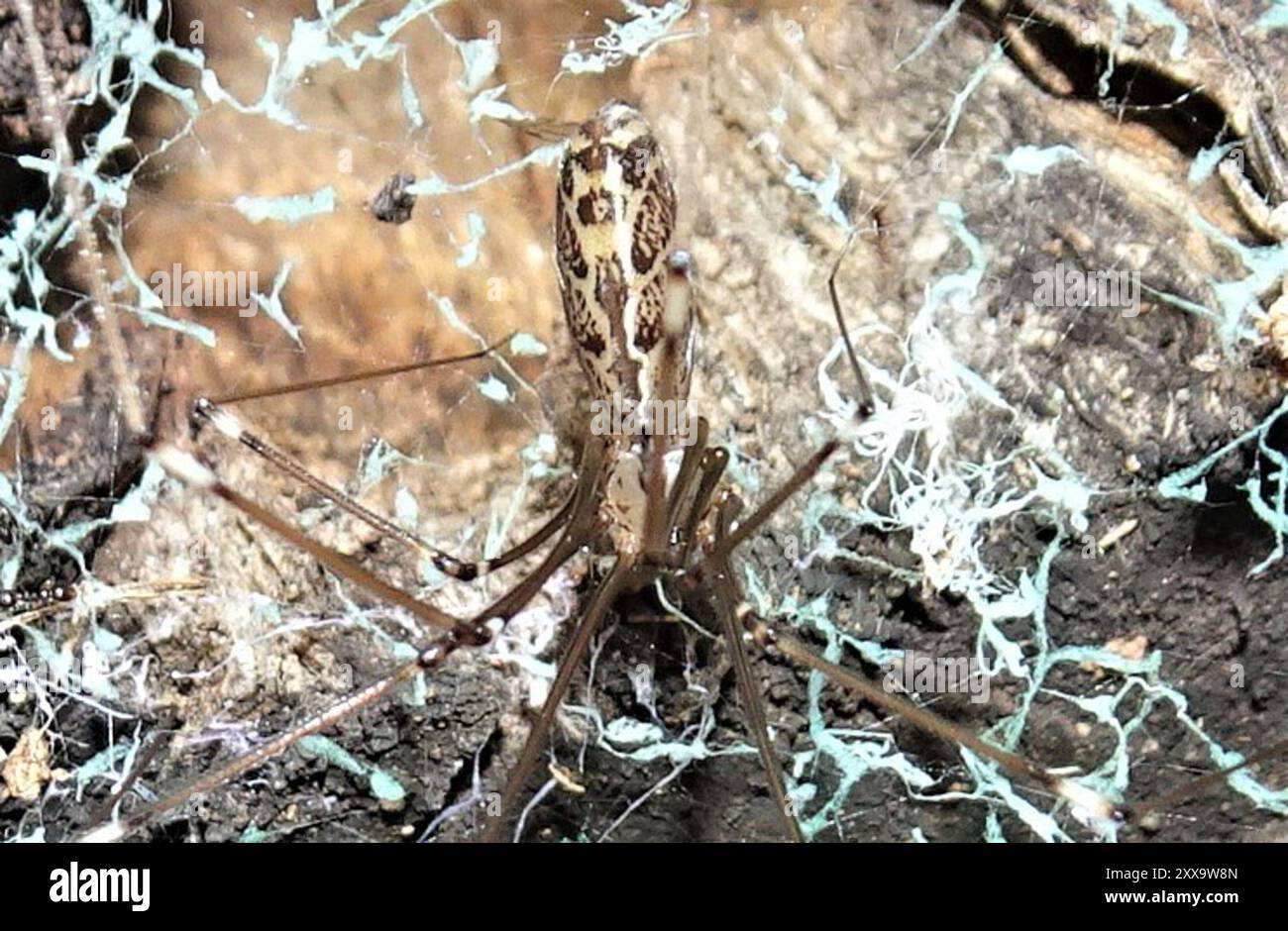 Cellar Spiders (Pholcidae) Arachnida Stock Photo - Alamy