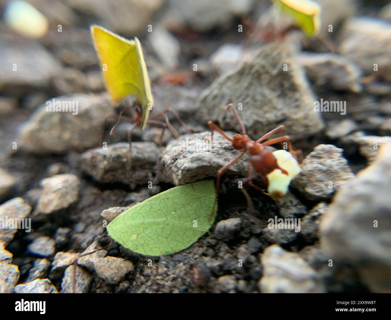 Colombian Leafcutter Ant (Atta colombica) Insecta Stock Photo - Alamy
