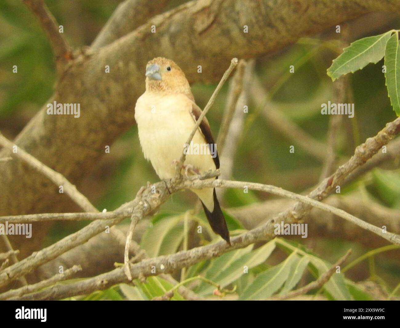 African Silverbill (Euodice cantans) Aves Stock Photo - Alamy