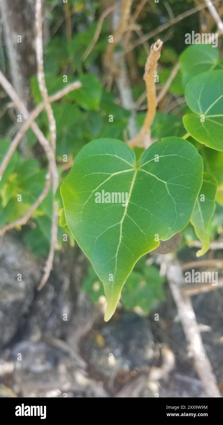 Portia tree (Thespesia populnea) Plantae Stock Photo - Alamy