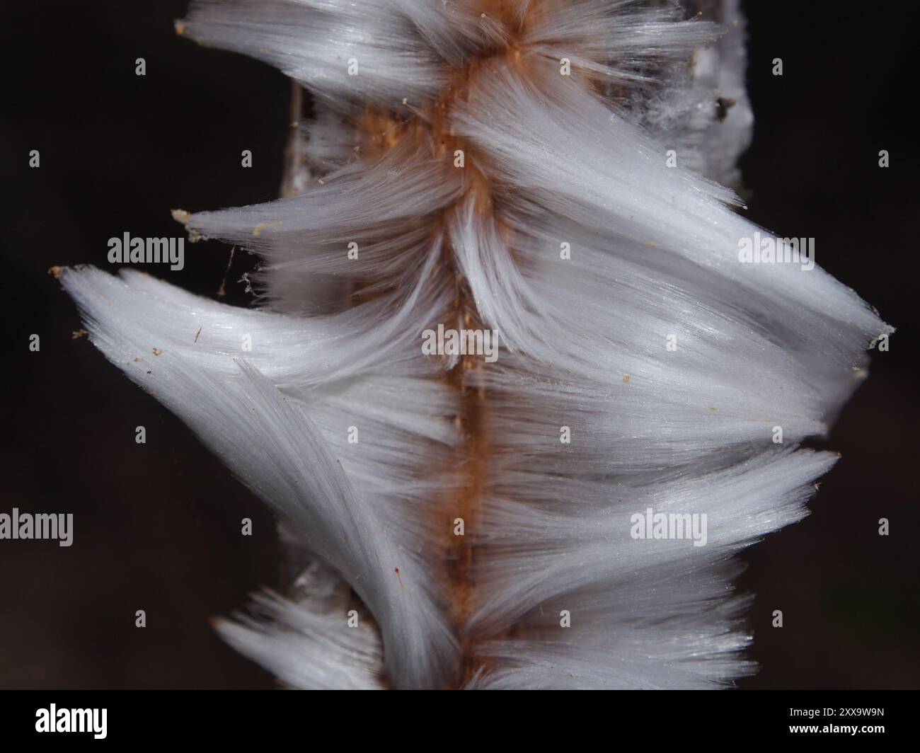 Hair Ice (Exidiopsis effusa) Fungi Stock Photo - Alamy