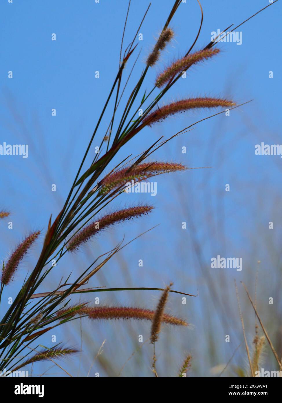feathery pennisetum (Cenchrus setosus) Plantae Stock Photo - Alamy