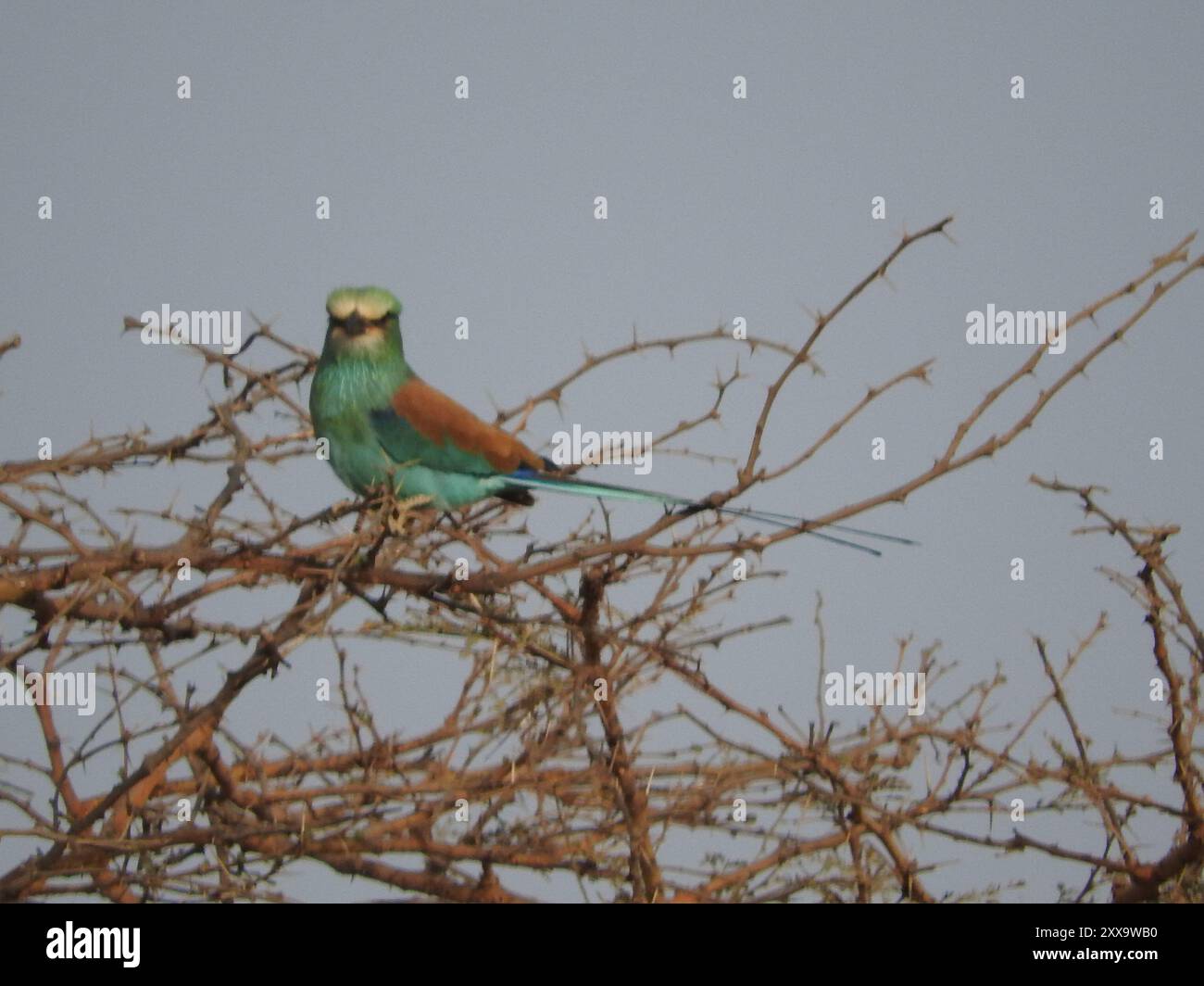 Abyssinian Roller (Coracias abyssinicus) Aves Stock Photo - Alamy