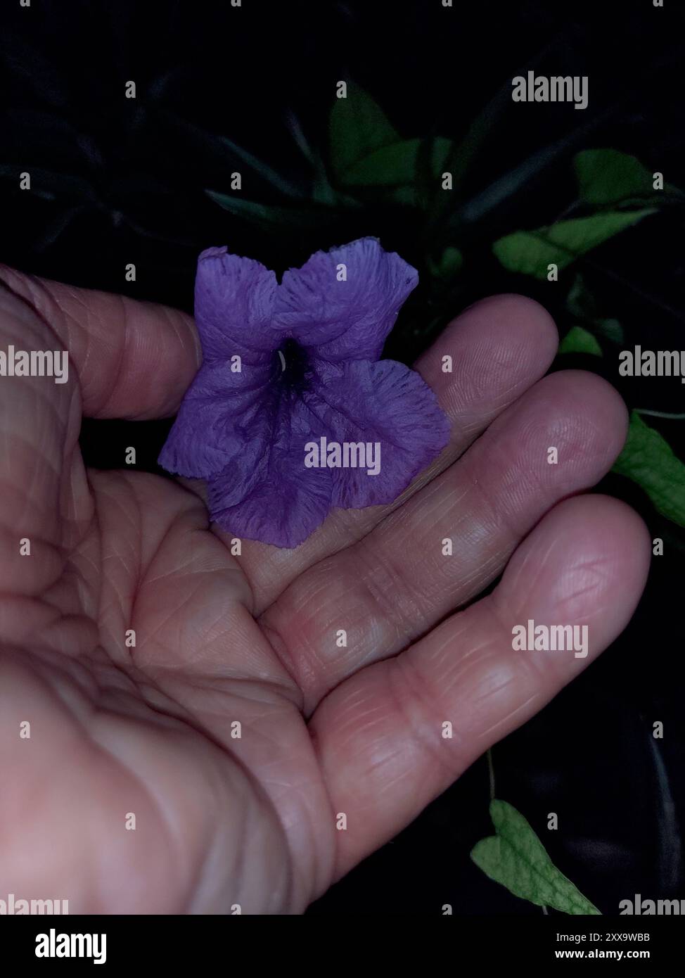 Mexican ruellia (Ruellia simplex) Plantae Stock Photo - Alamy