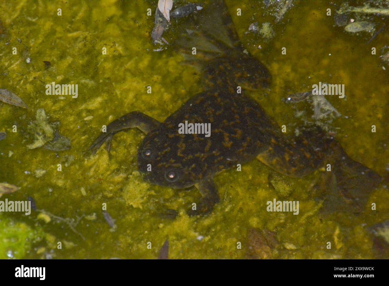 African Clawed Frog (Xenopus laevis) Amphibia Stock Photo - Alamy