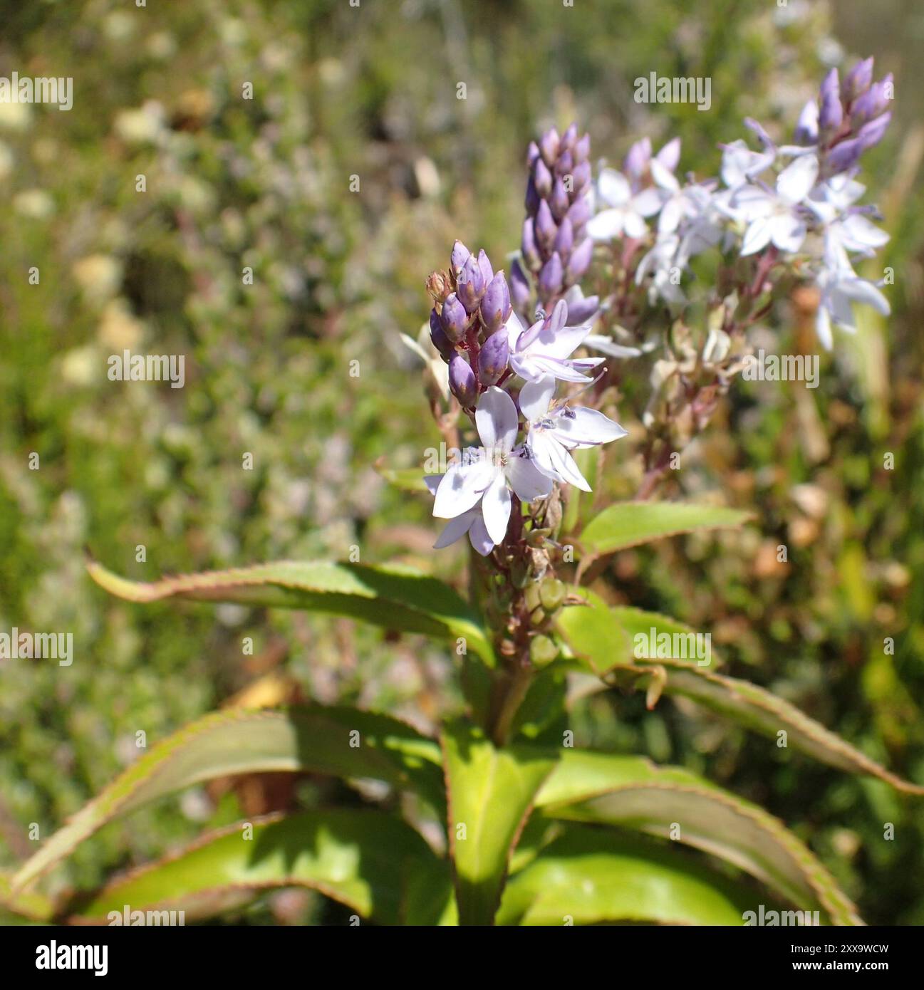 Veronica derwentiana hi-res stock photography and images - Alamy