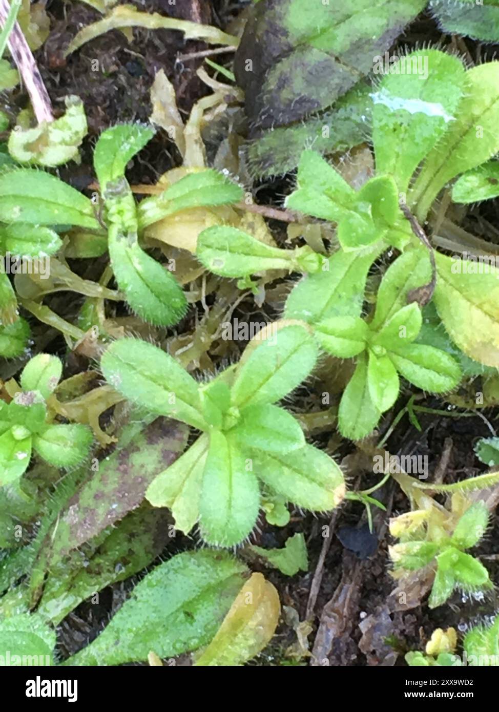 Sticky mouse-ear chickweed (Cerastium glomeratum) Plantae Stock Photo ...
