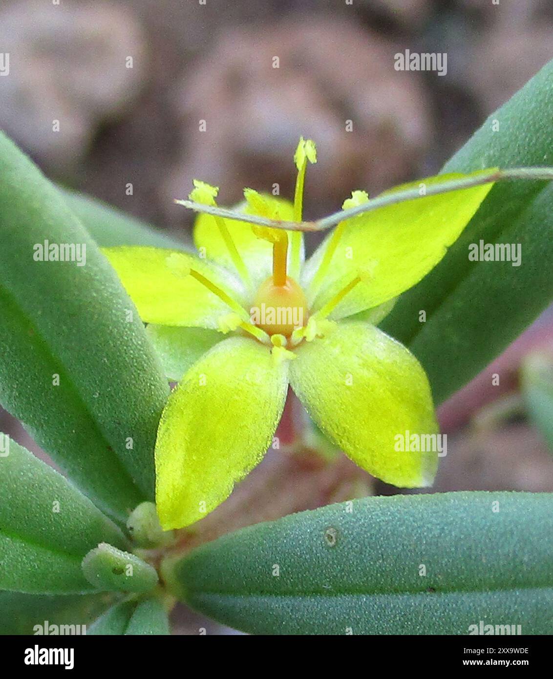 (Talinum tenuissimum) Plantae Stock Photo - Alamy