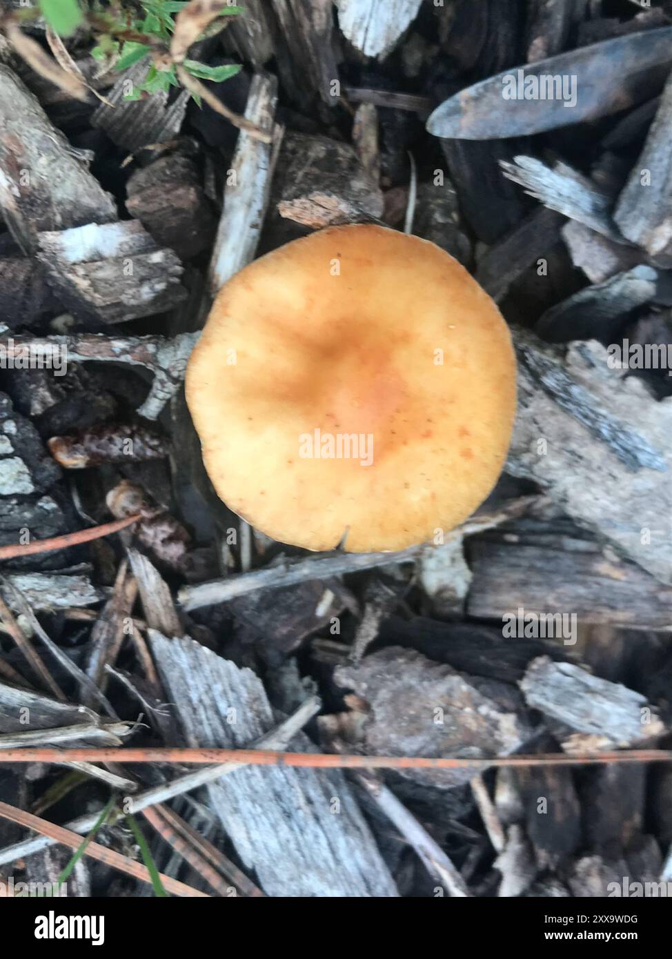 Mulch Fieldcap (Agrocybe putaminum) Fungi Stock Photo - Alamy