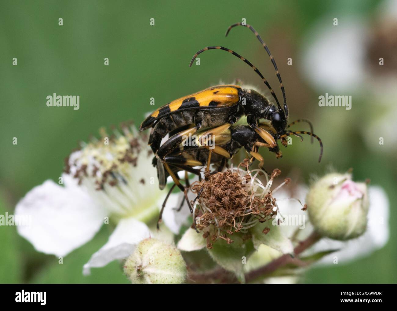 Spotted Longhorn Beetle (Rutpela maculata) Insecta Stock Photo - Alamy