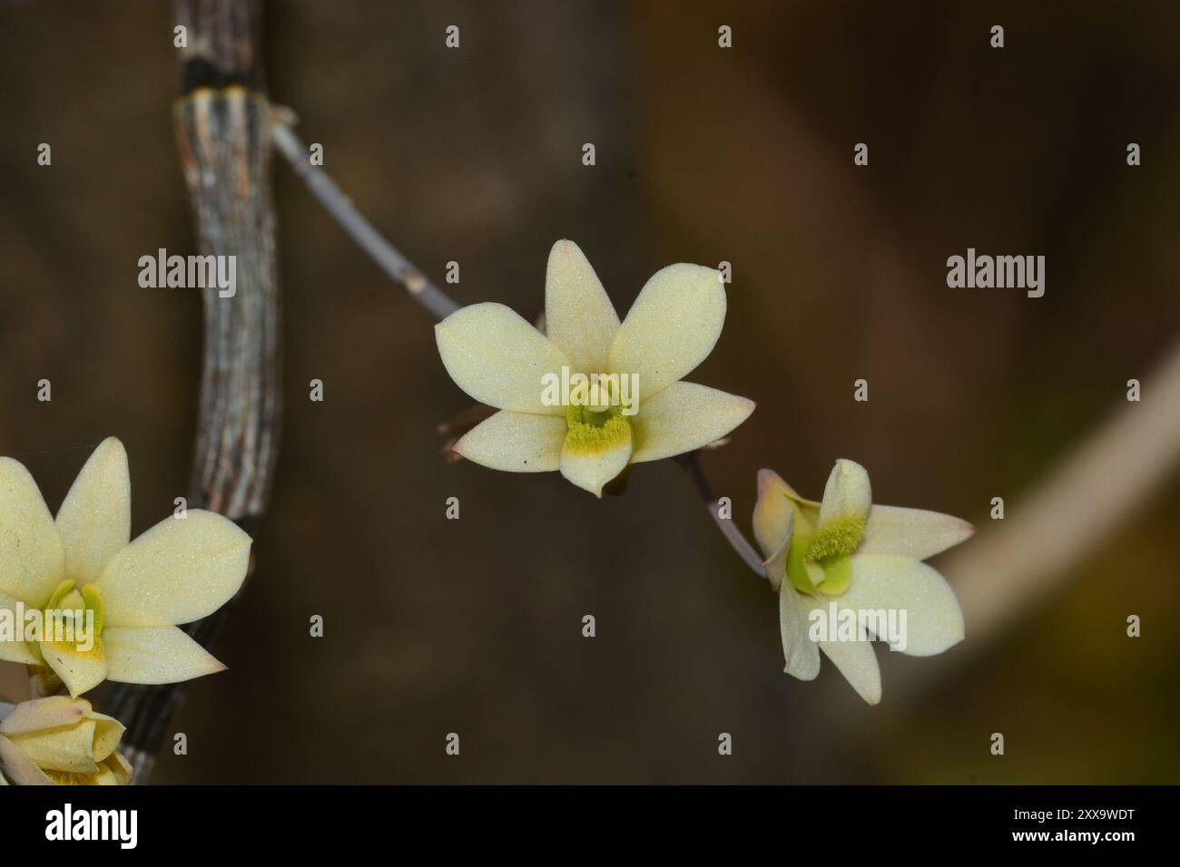 Green Lipped Dendrobium (Dendrobium ovatum) Plantae Stock Photo - Alamy