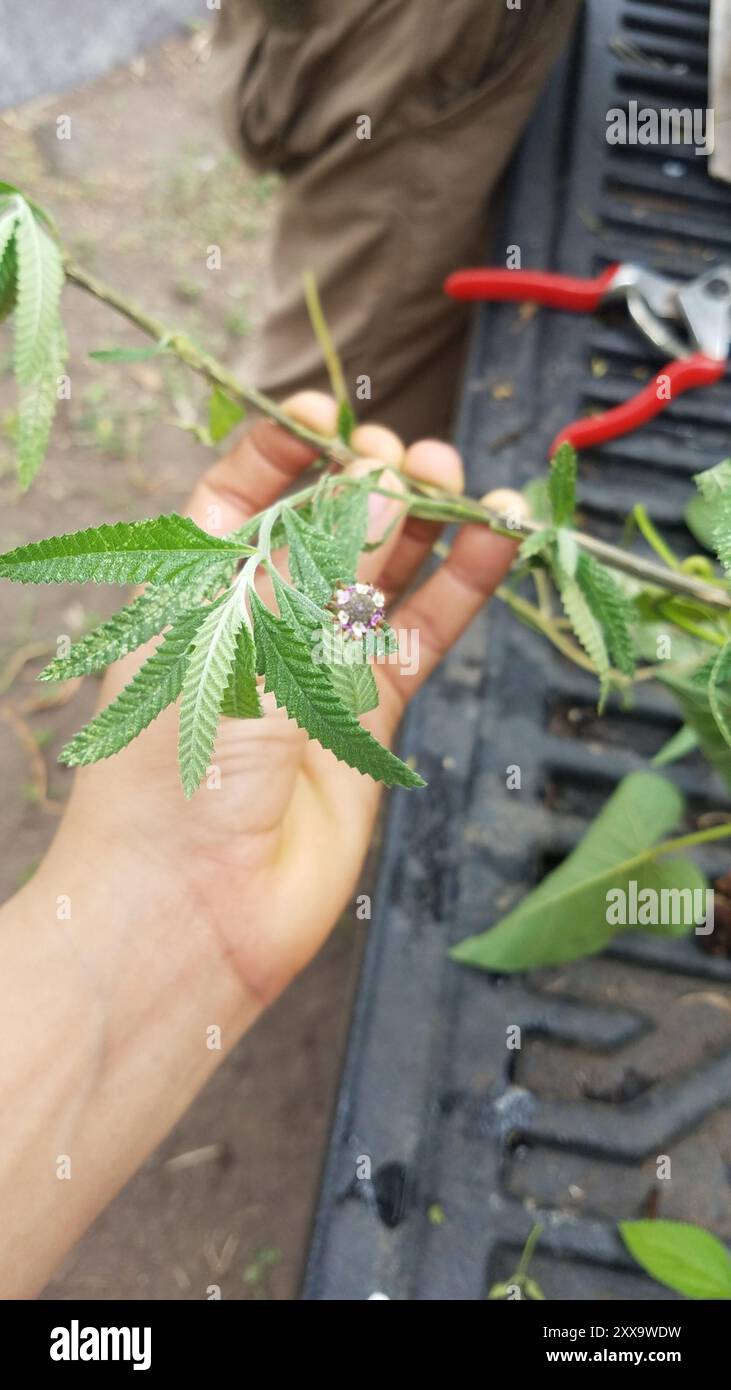 southern fogfruit (Lippia stoechadifolia) Plantae Stock Photo - Alamy