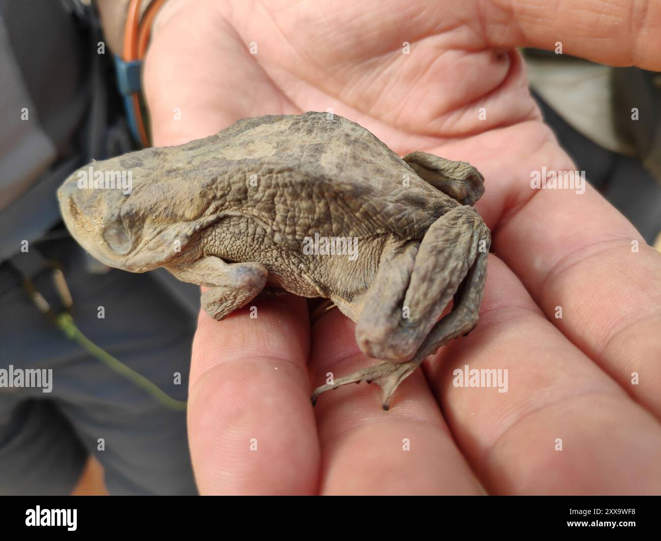 African Toads (Sclerophrys) Amphibia Stock Photo - Alamy