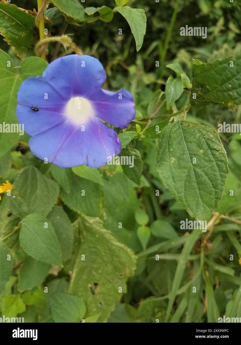 Ipomoea Nil Ipomoea Nil 'Muro Kumo', Morning Glory 'Mura Kumo' In
