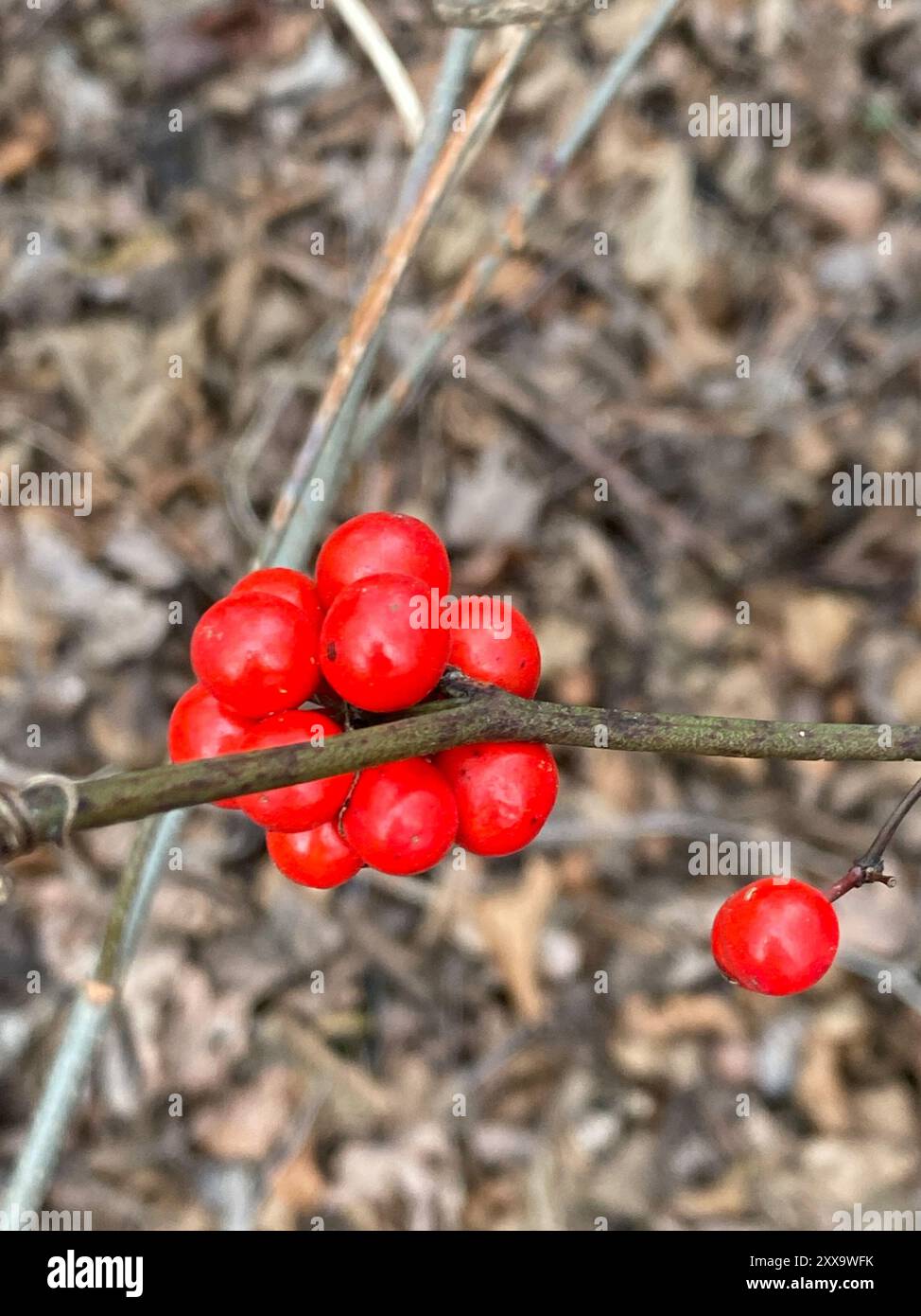 Coral Greenbrier (Smilax walteri) Plantae Stock Photo - Alamy