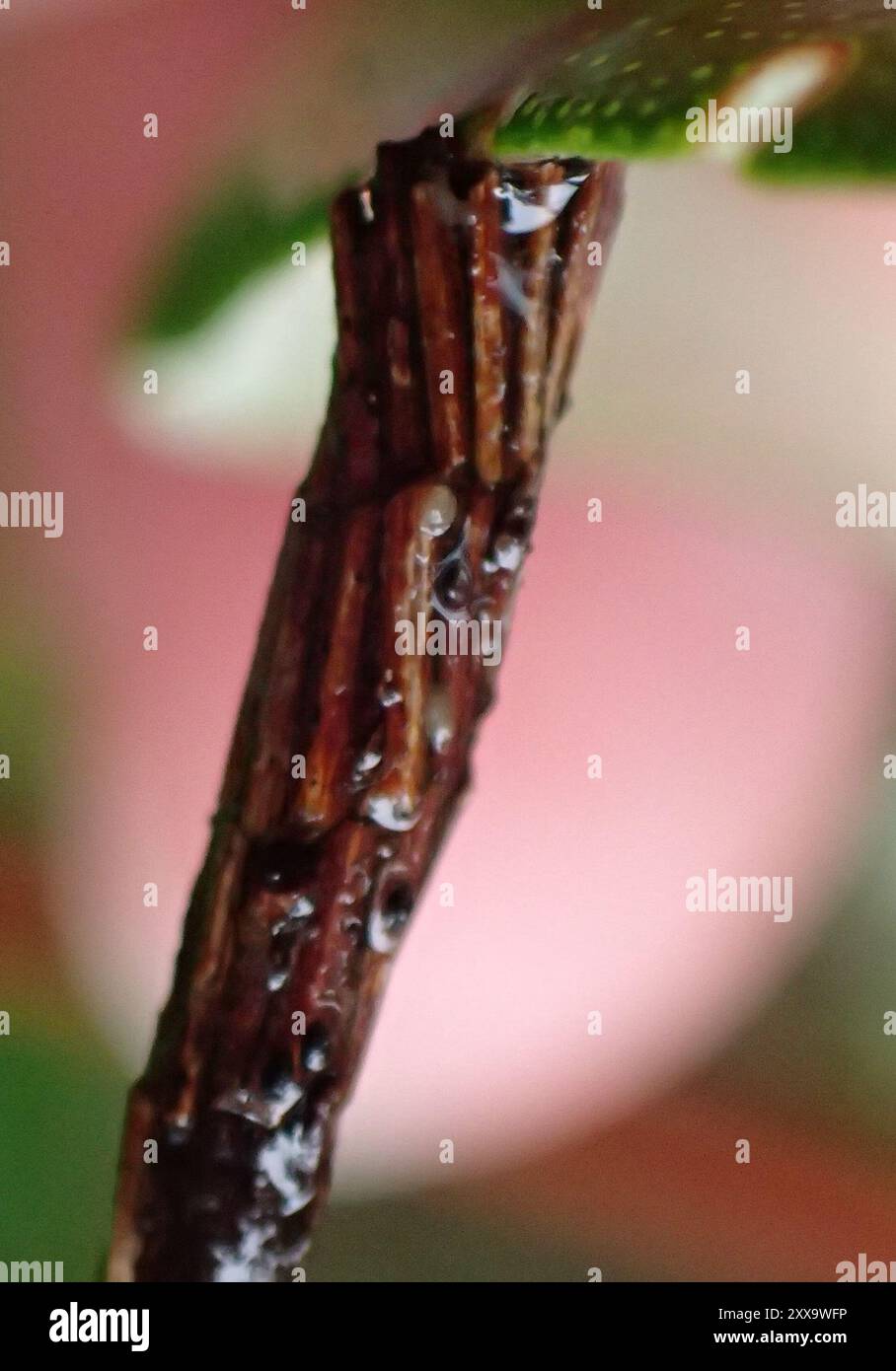 Bagworm Moths (Psychidae) Insecta Stock Photo - Alamy